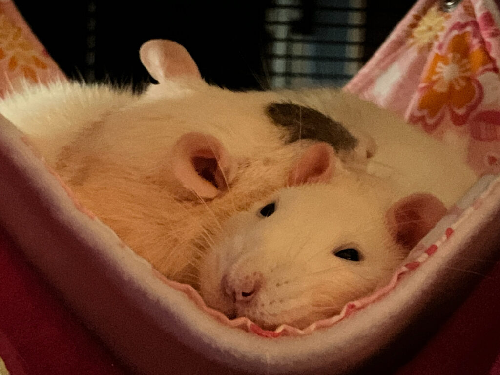 Topics of interest - Any Rat Rescue